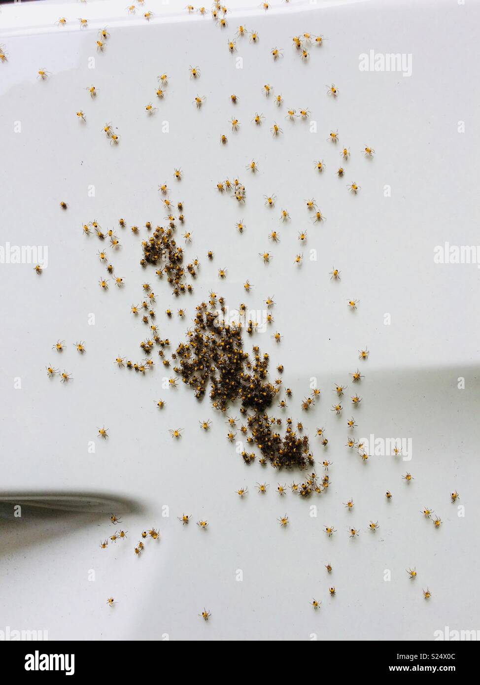 Baby spiders hi-res stock photography and images - Alamy