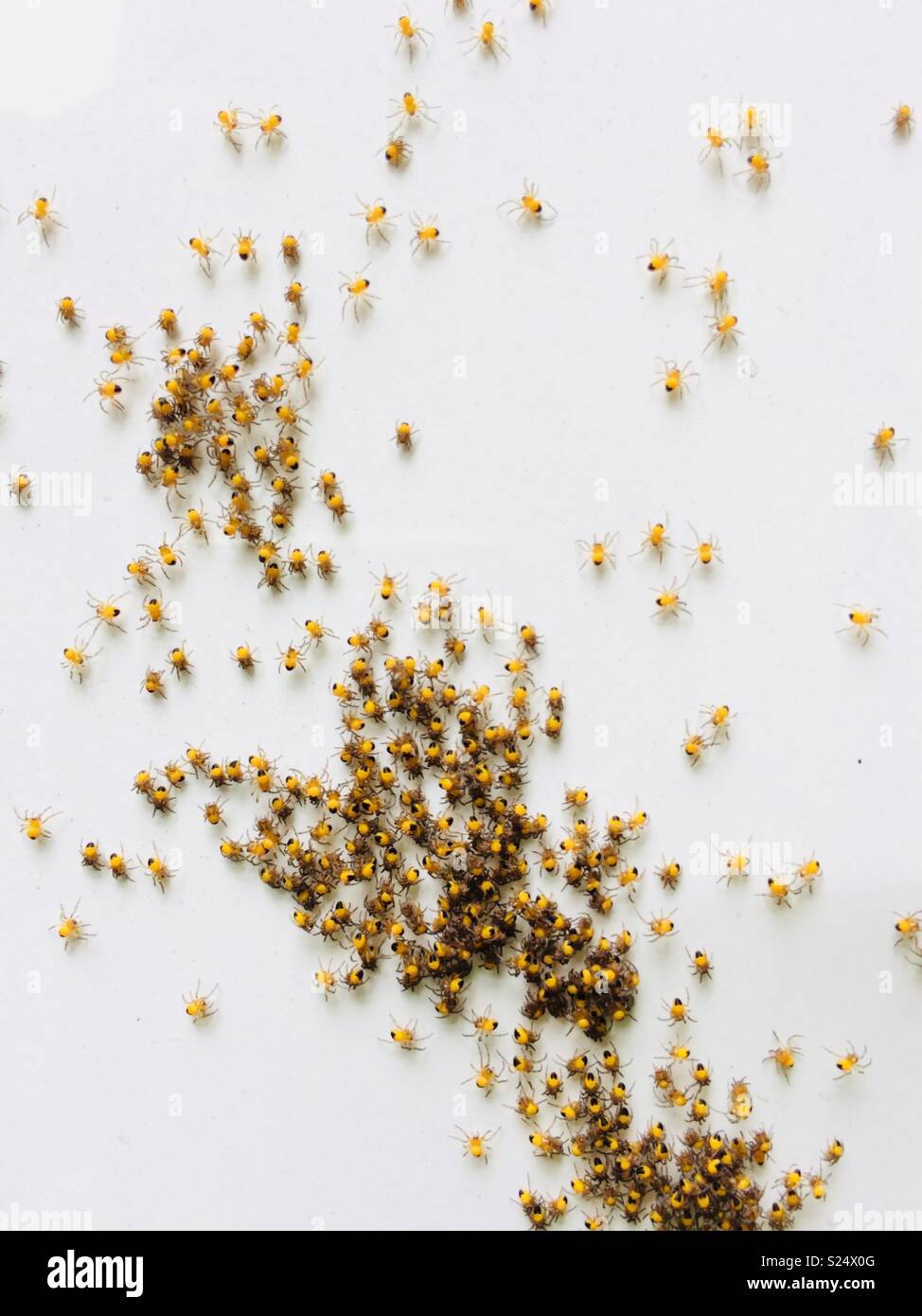 Baby spiders hi-res stock photography and images - Alamy