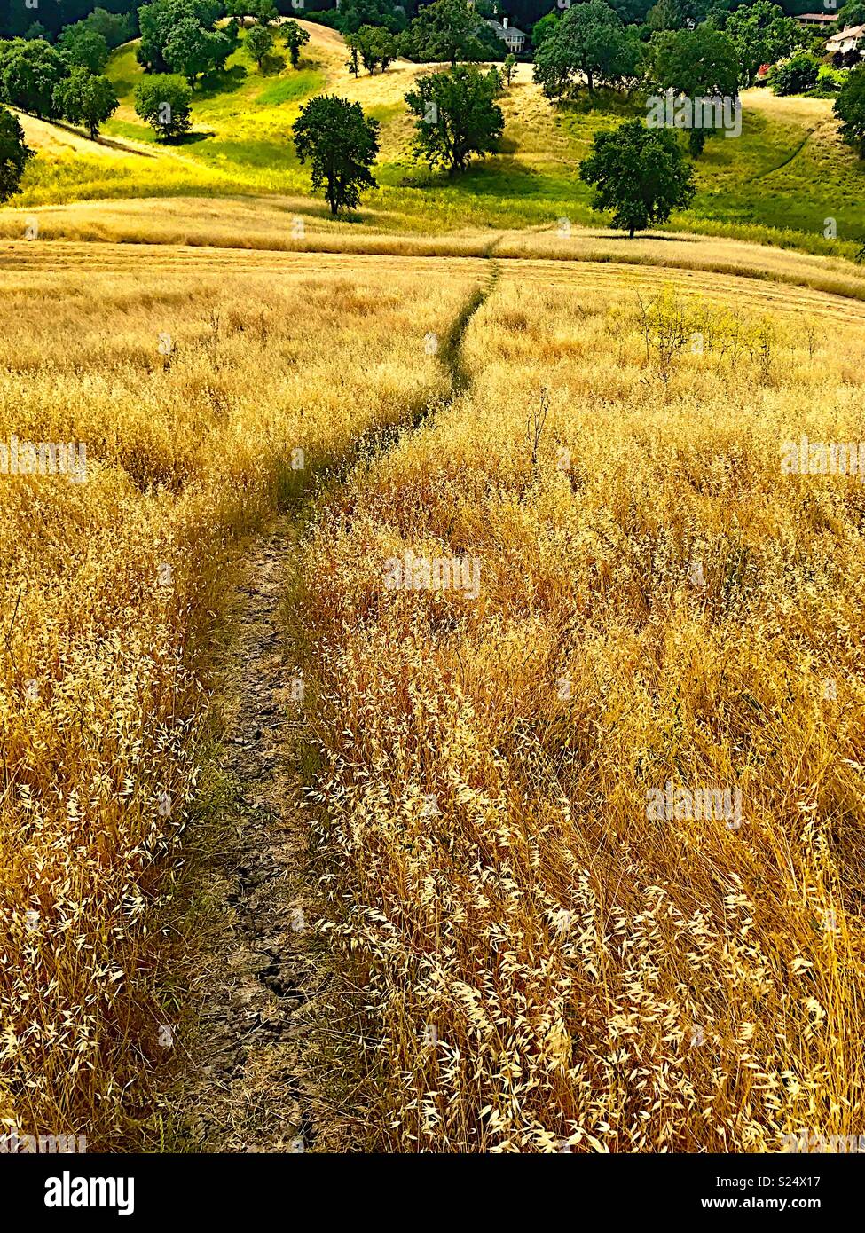 Path through a grassy meadow Stock Photo - Alamy