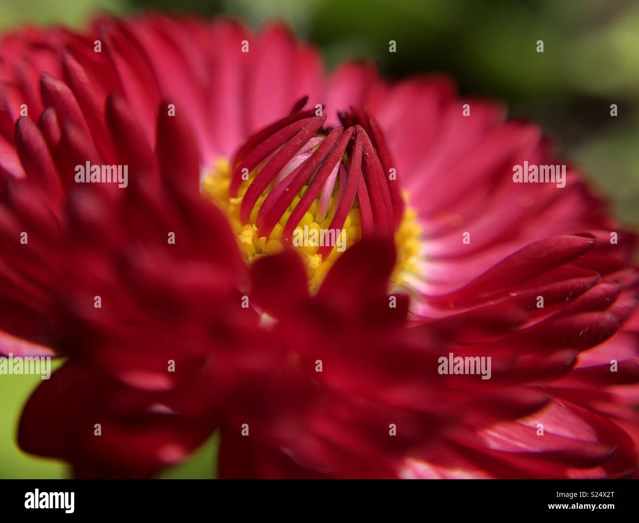 Button pom hi-res stock photography and images - Alamy