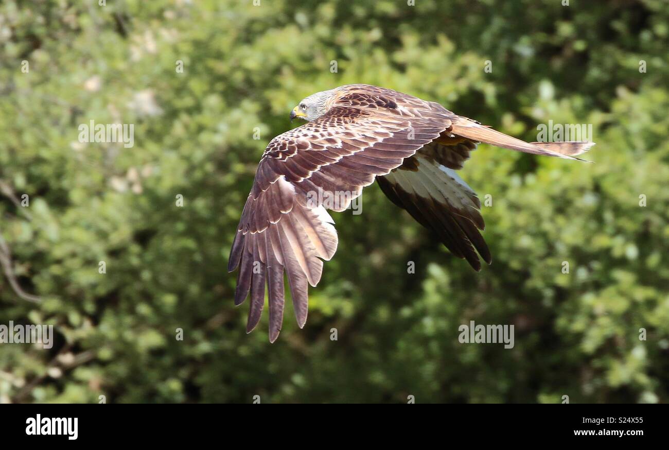 Red Kite in flight Stock Photo - Alamy