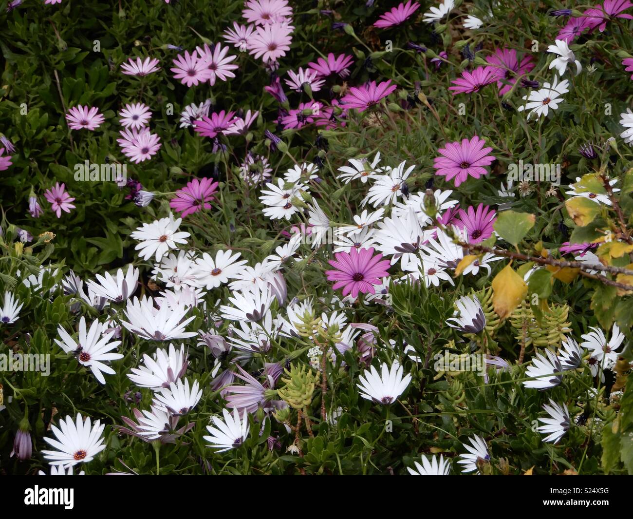 Simple and generous flowers, african Daisy Stock Photo - Alamy