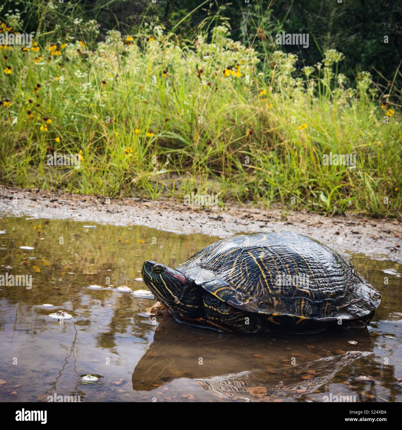 Amphibian mud hi-res stock photography and images - Alamy