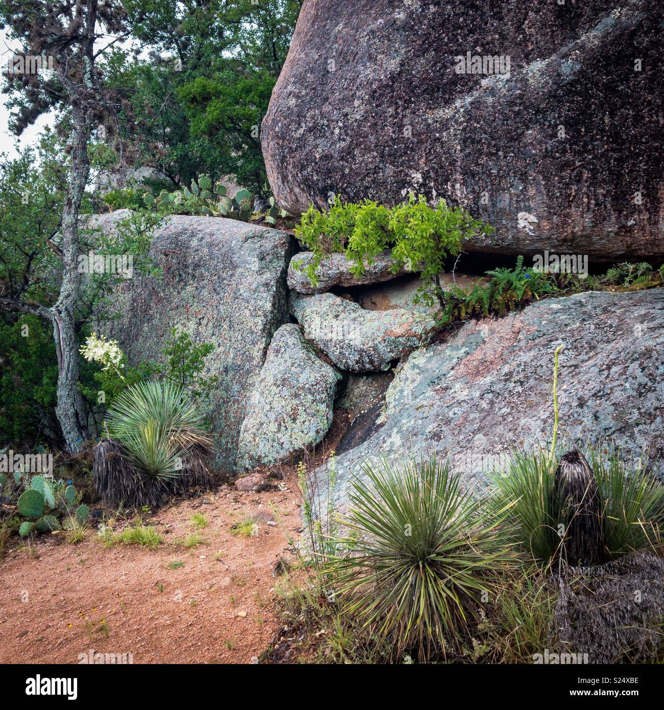 Texas Hill Country rocks and plants Stock Photo - Alamy