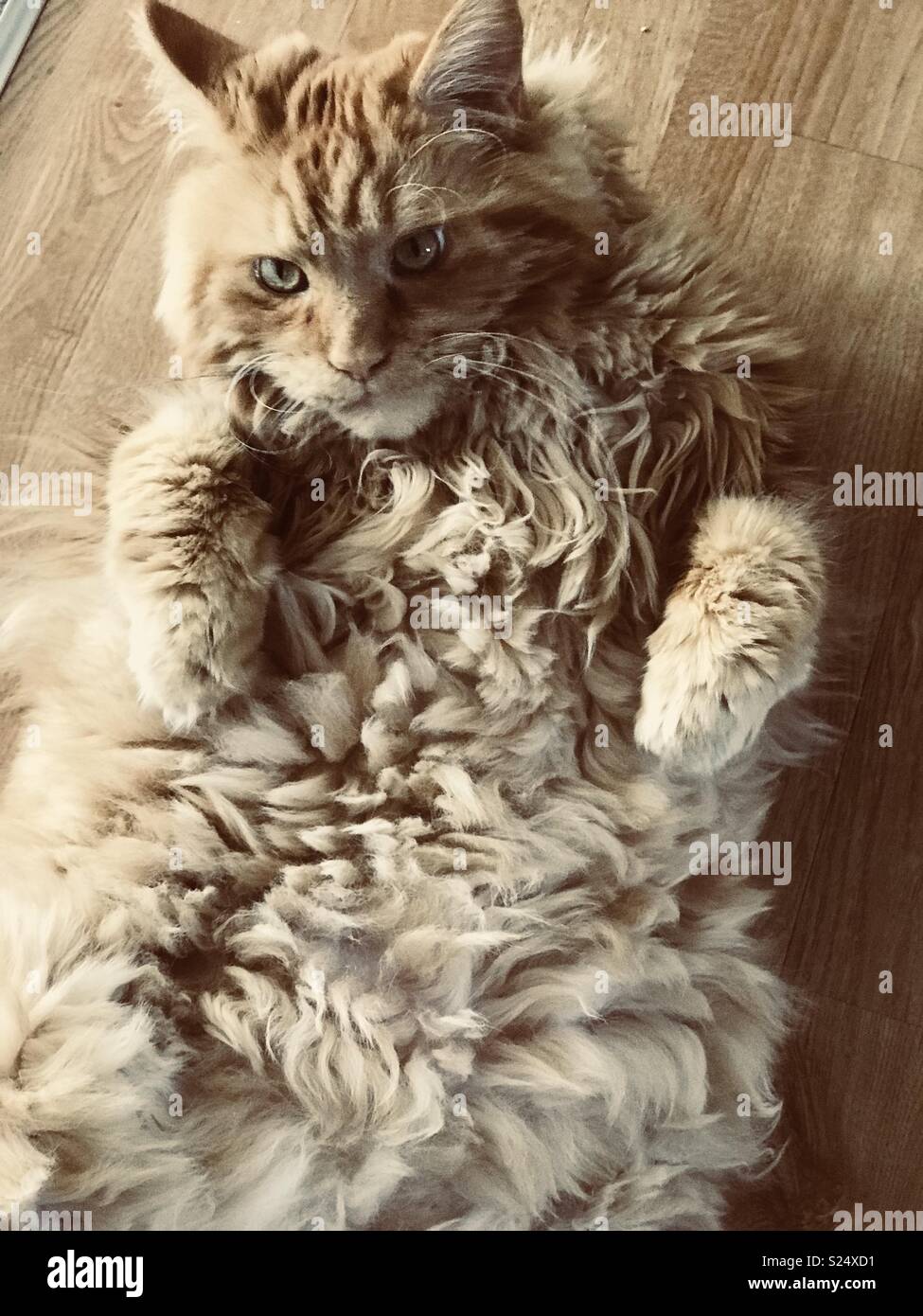 Giant bundle of fur aka Desmond the Maine Coon Stock Photo - Alamy