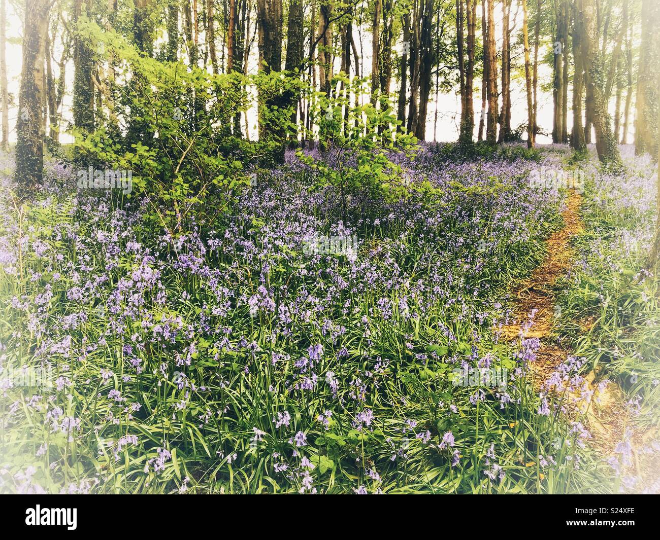 Bluebell woods in Springtime, Dorset, England Stock Photo - Alamy