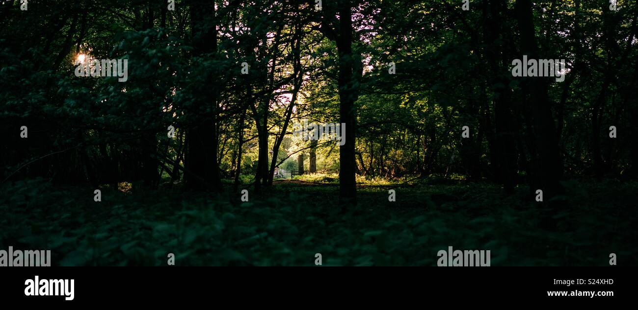 Forrest in england Stock Photo - Alamy