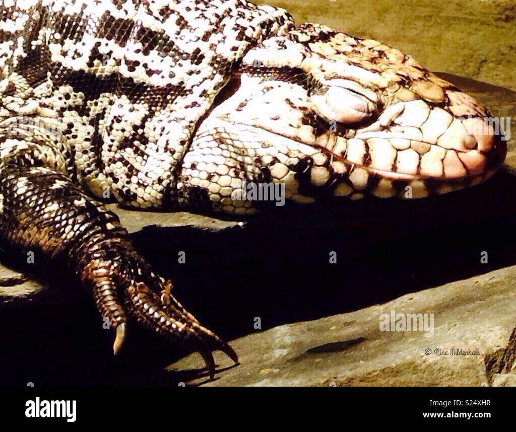 Lazy lizard hi-res stock photography and images - Alamy
