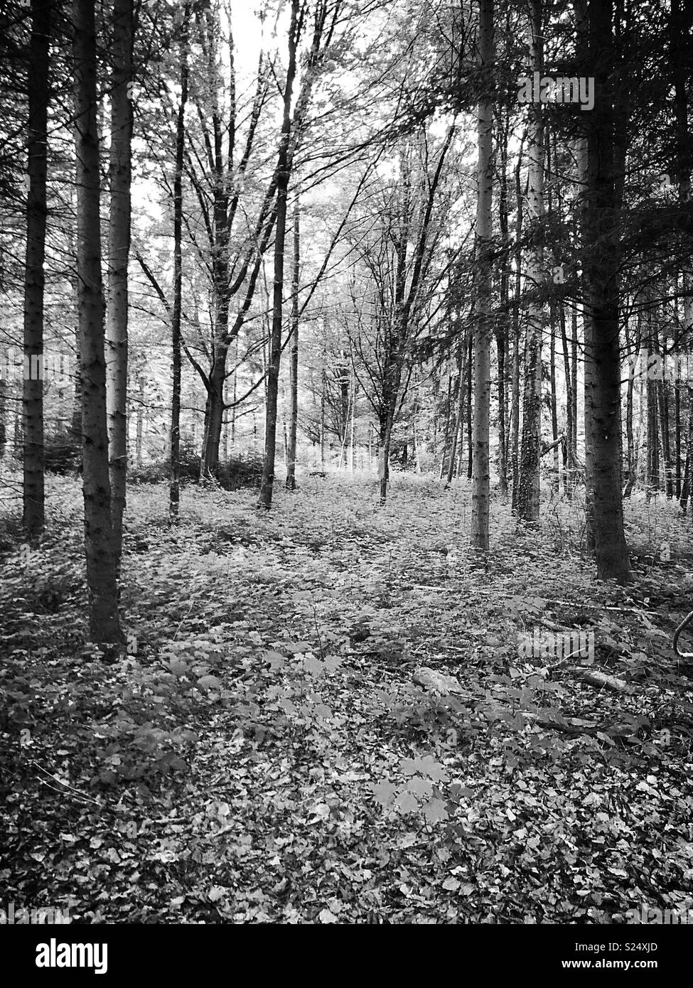 Walking in woods black and white hi-res stock photography and images ...