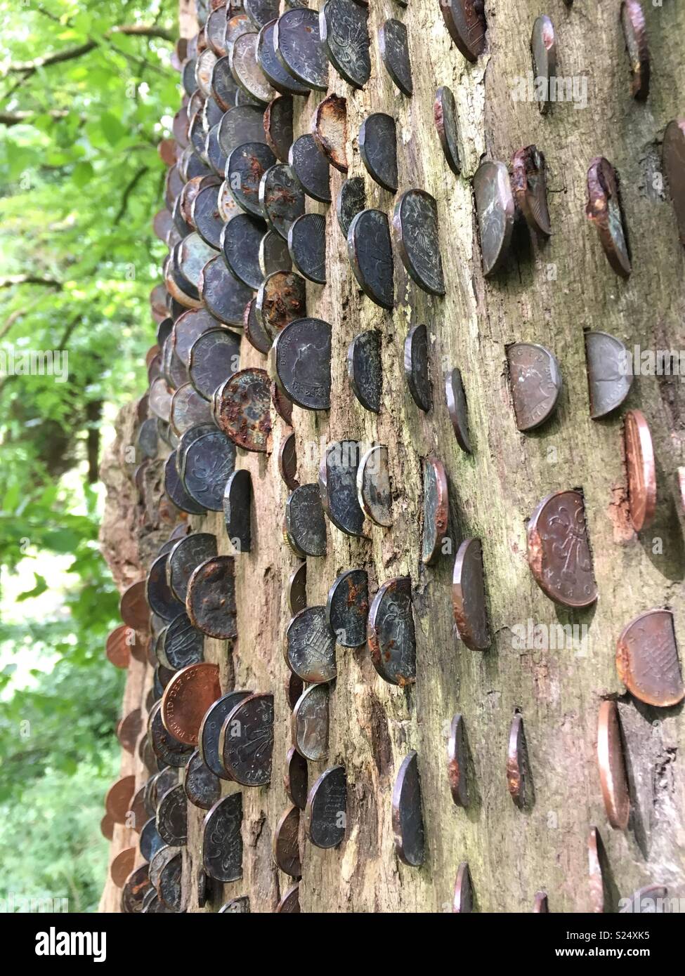 Money tree coins hi-res stock photography and images - Alamy
