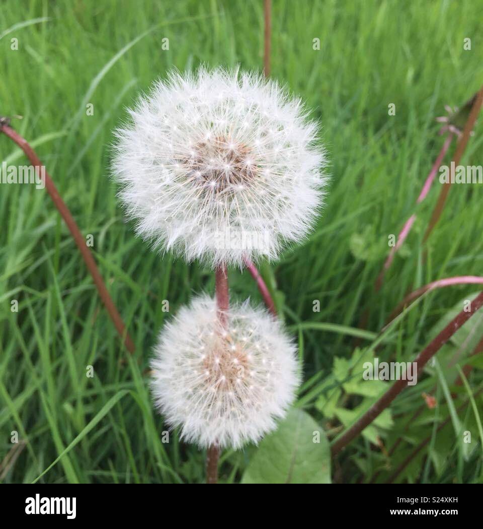 Dandilion Clock High Resolution Stock Photography and Images - Alamy