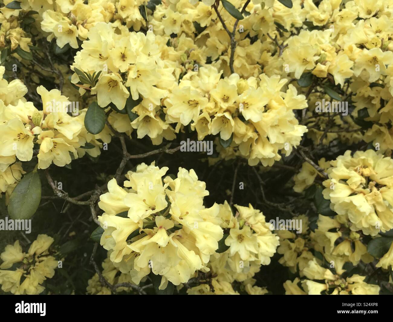 Yellow Rhododendron High Resolution Stock Photography and Images - Alamy