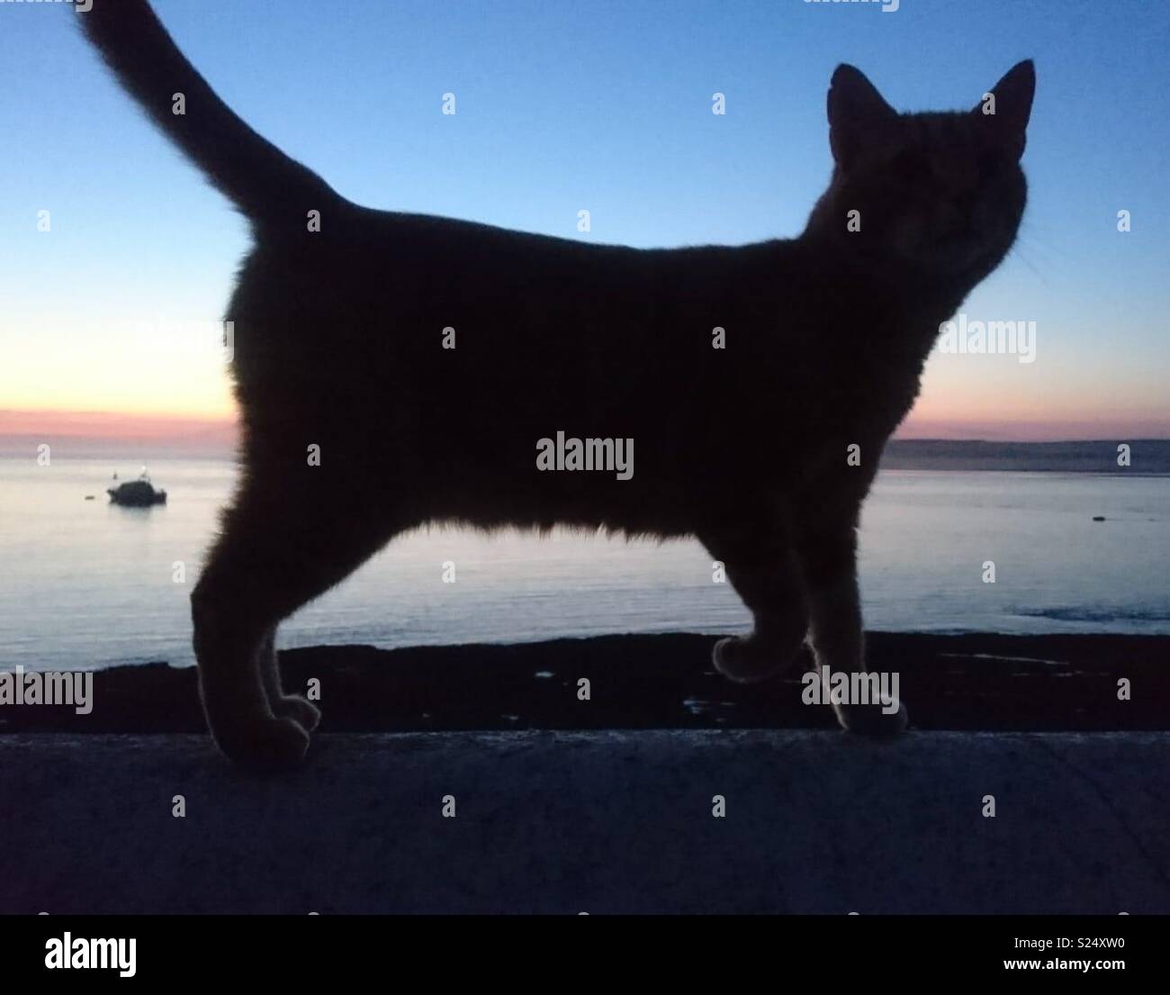 Cat night shadow hi-res stock photography and images - Alamy