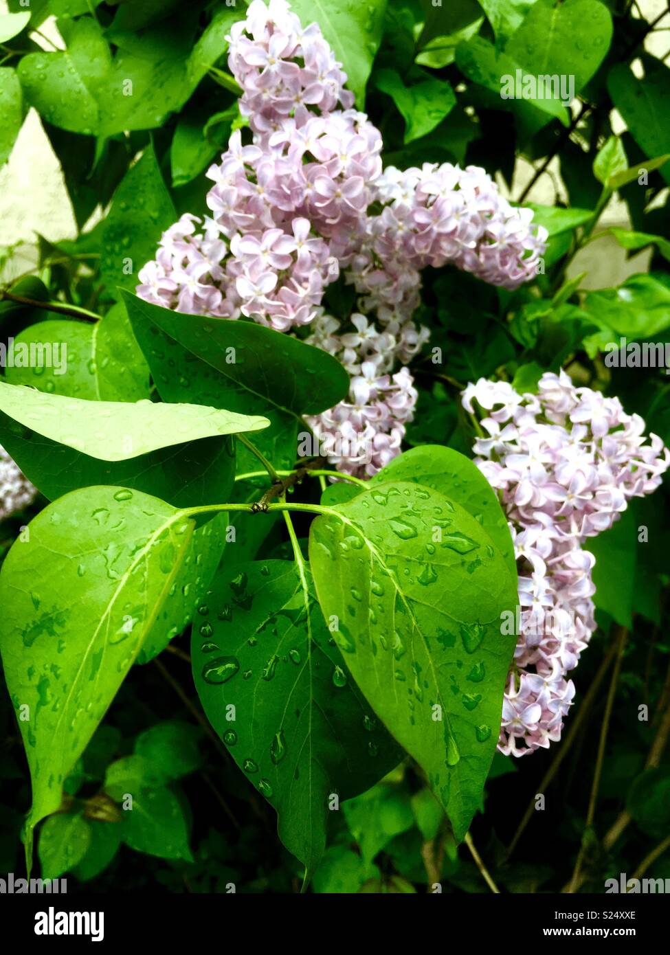 Spring rain nature hi-res stock photography and images - Alamy