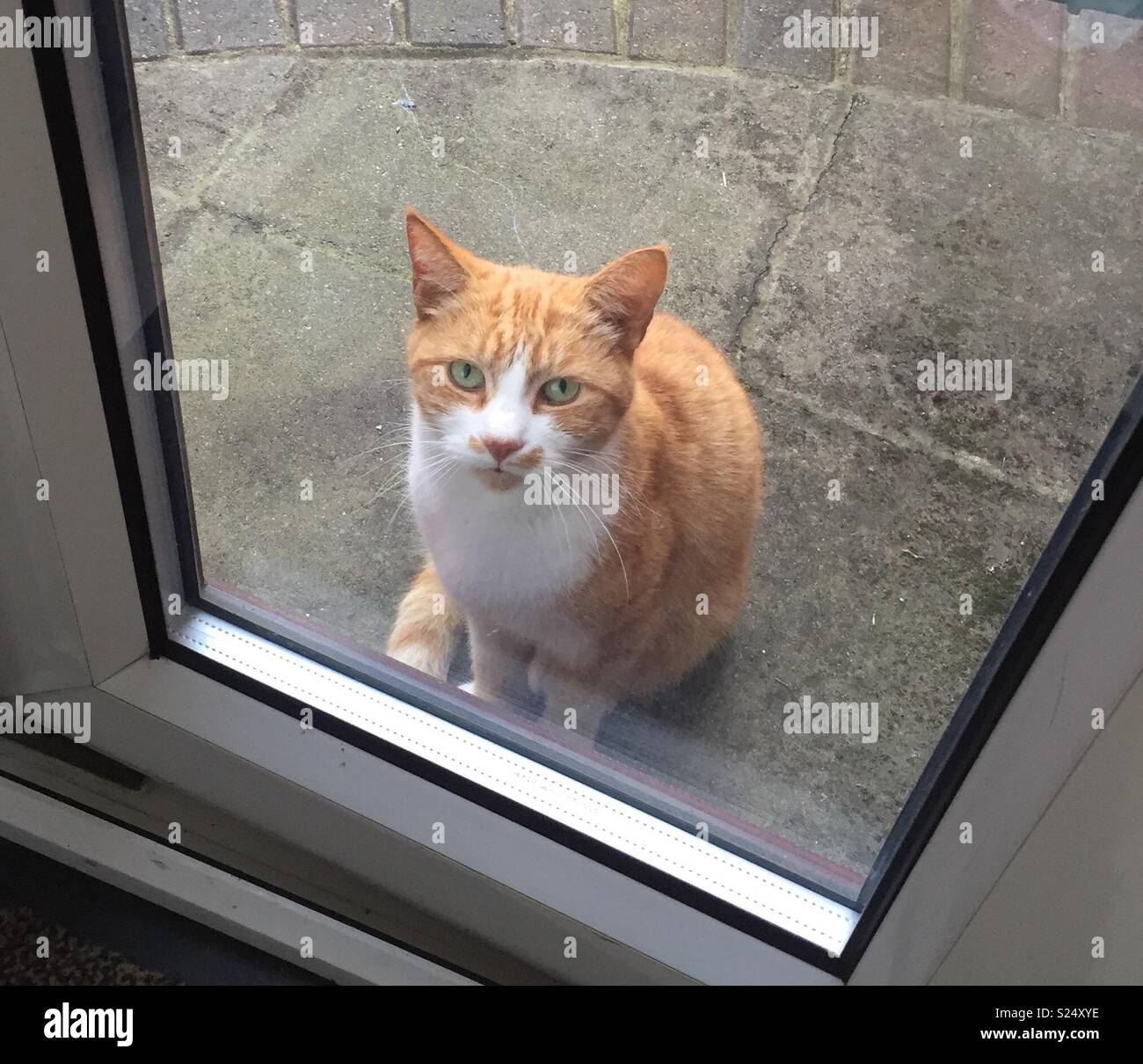 Cat waiting by door hi-res stock photography and images - Alamy