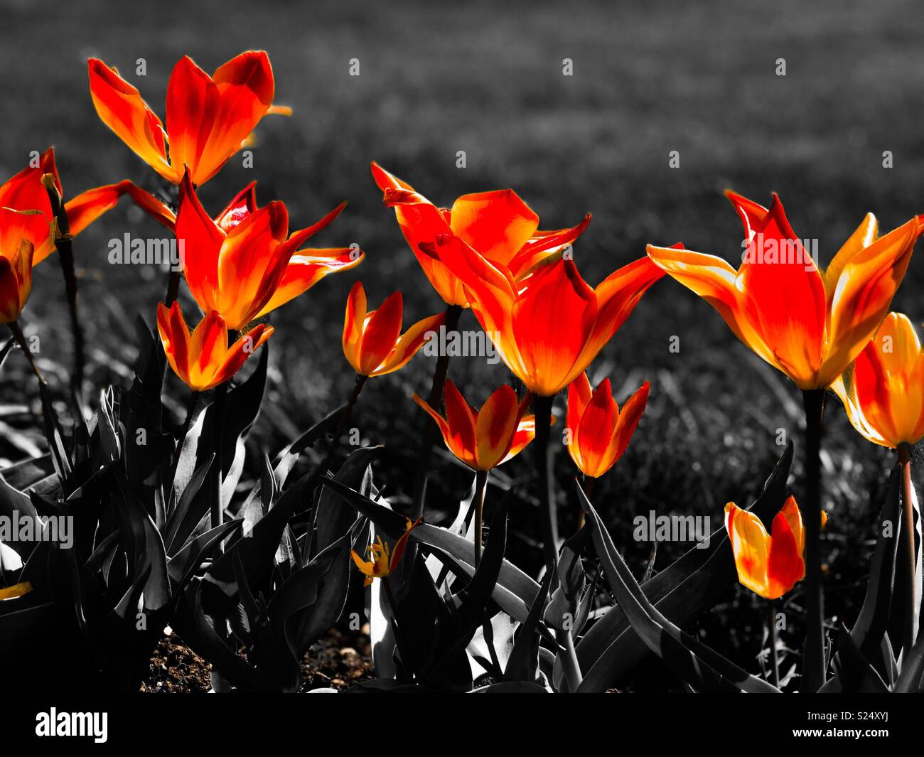 Popping Flowers High Resolution Stock Photography and Images - Alamy