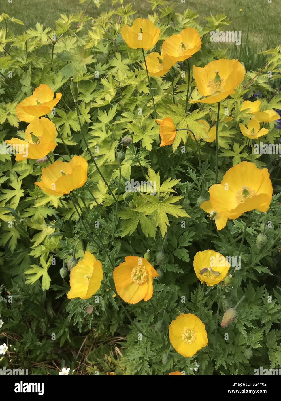 Poppy leaves hi-res stock photography and images - Alamy