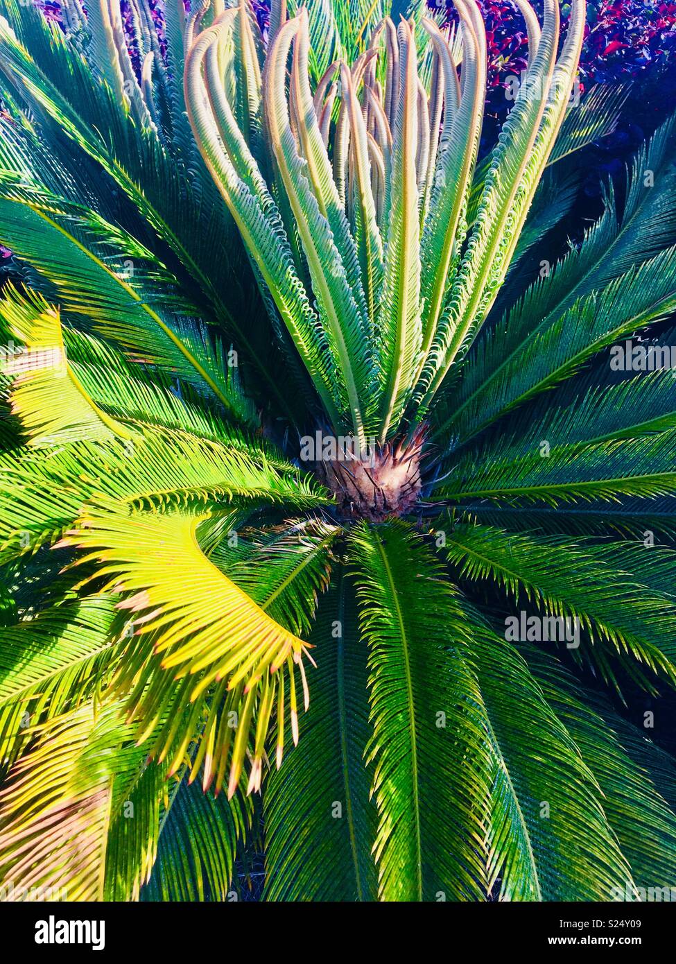 Palm center hi-res stock photography and images - Alamy