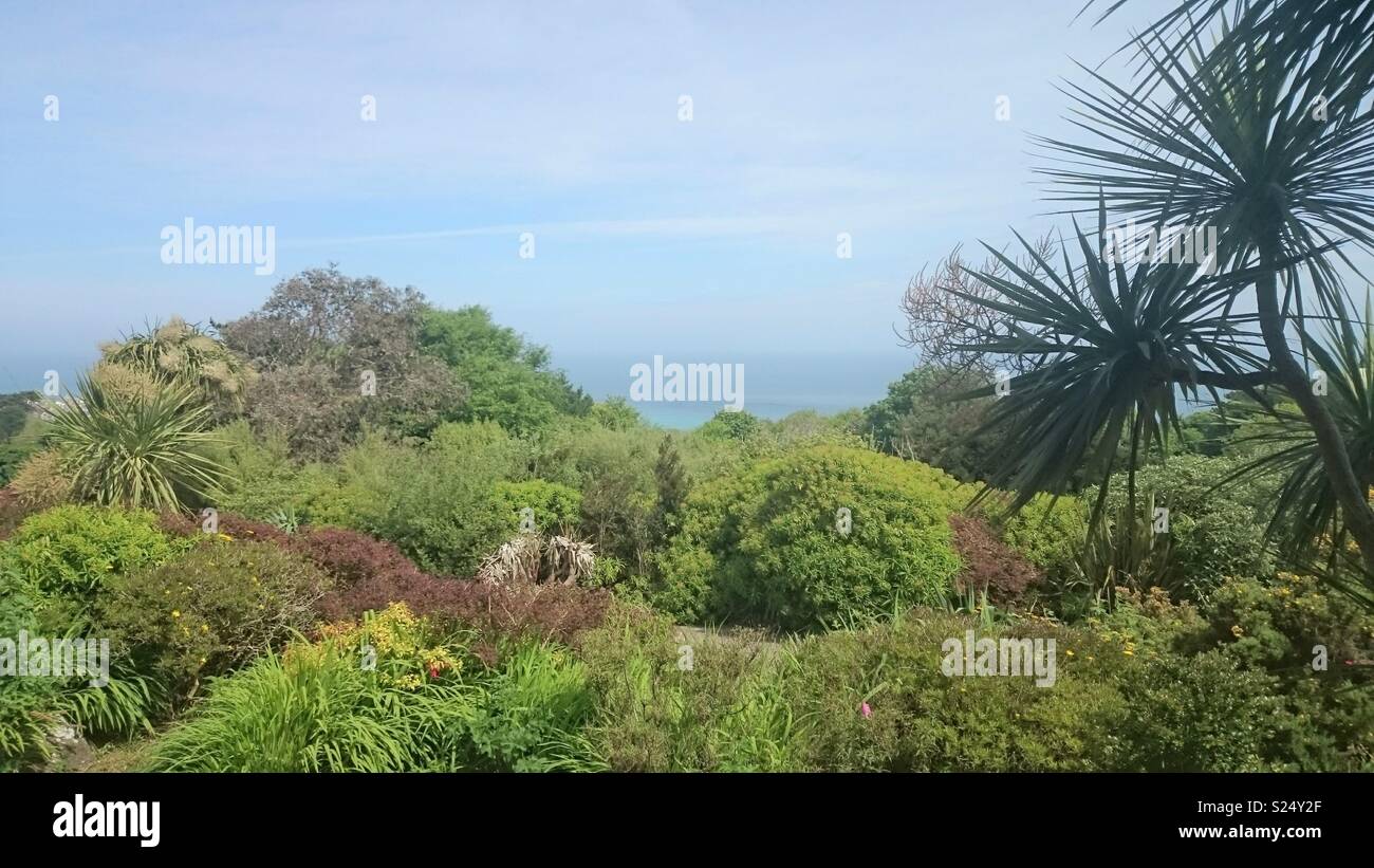 Cornwall palm trees hi-res stock photography and images - Alamy