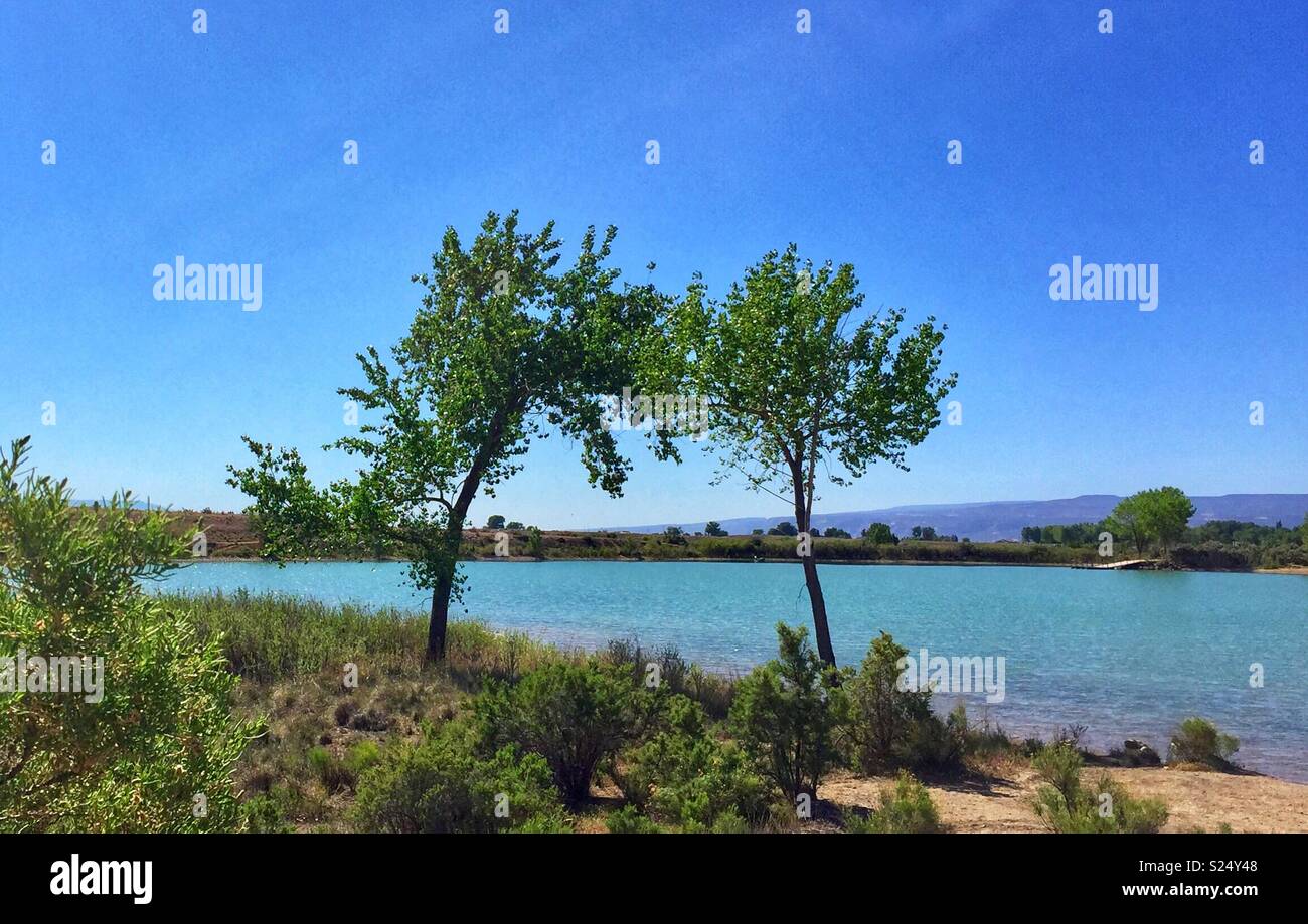 Two trees on lakeshore in spring Stock Photo - Alamy