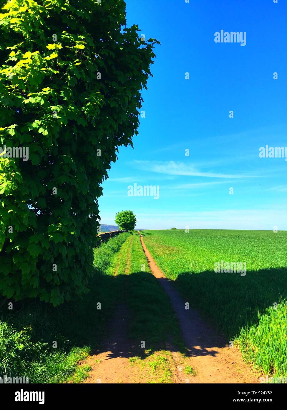 Tree lined trail Stock Photo - Alamy