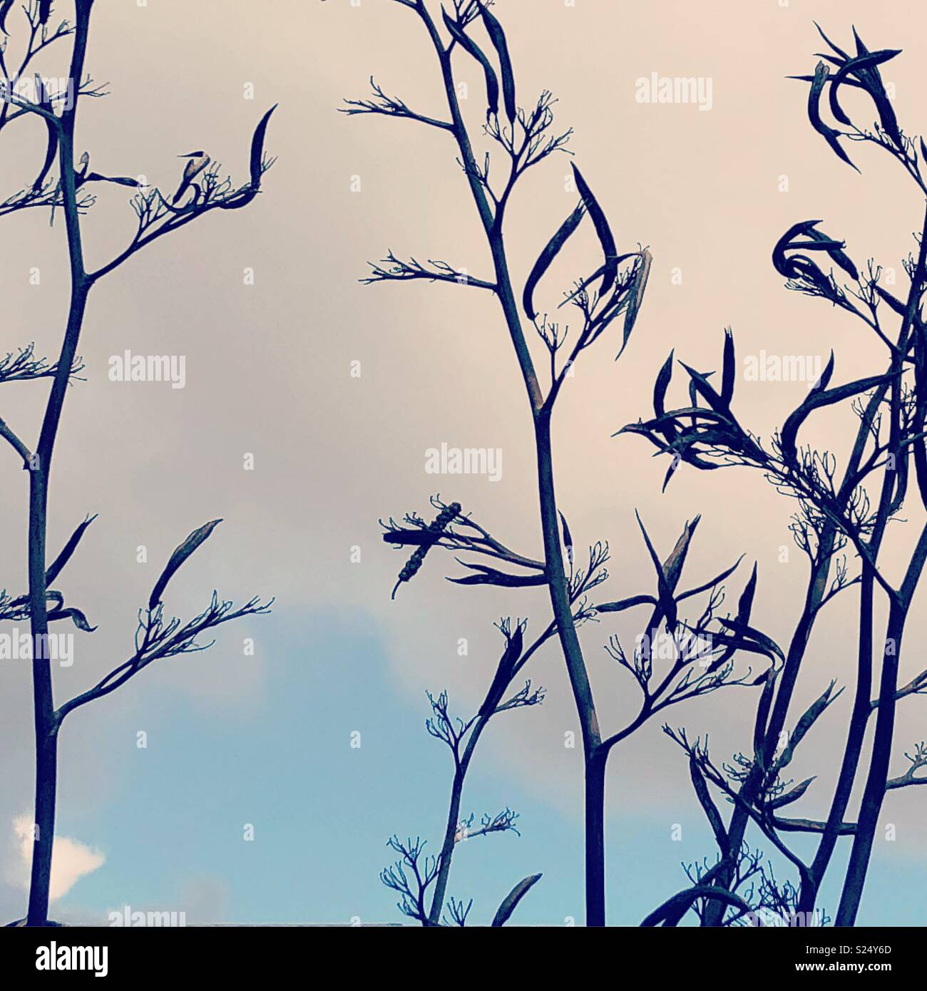 Blue seed pods hi-res stock photography and images - Alamy