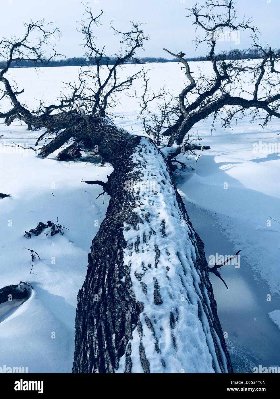 Tree roots snow hi-res stock photography and images - Alamy