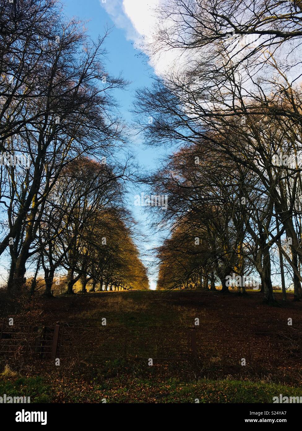 Dorset trees hi-res stock photography and images - Alamy