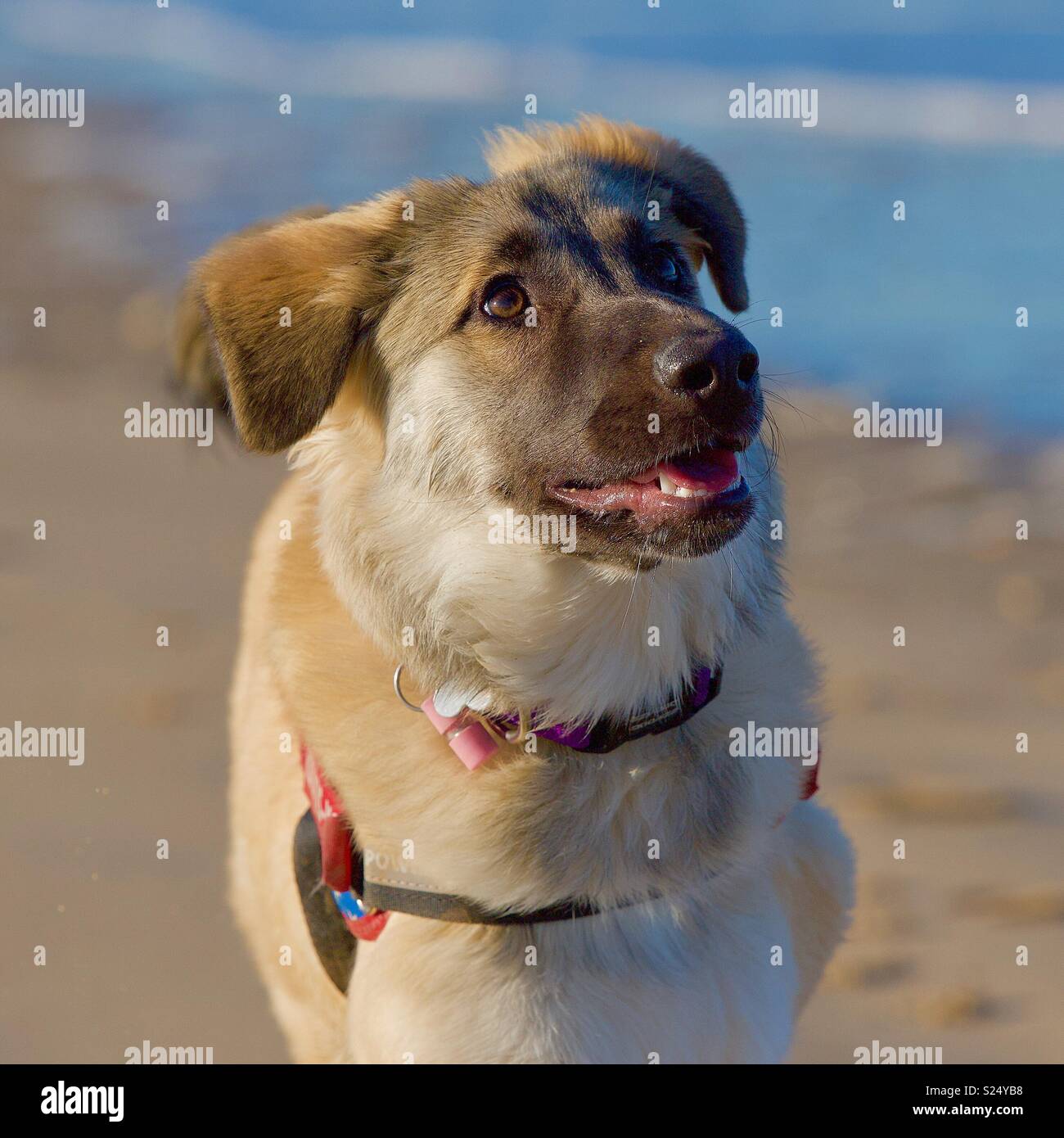 Our rescue puppy Stock Photo - Alamy
