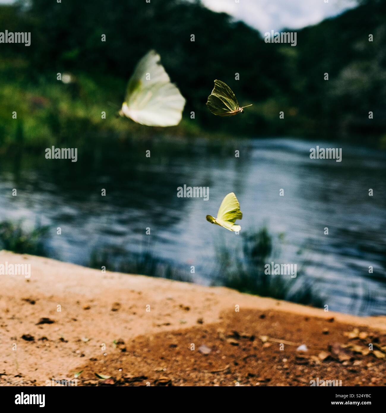 Insects of brazil hi-res stock photography and images - Alamy