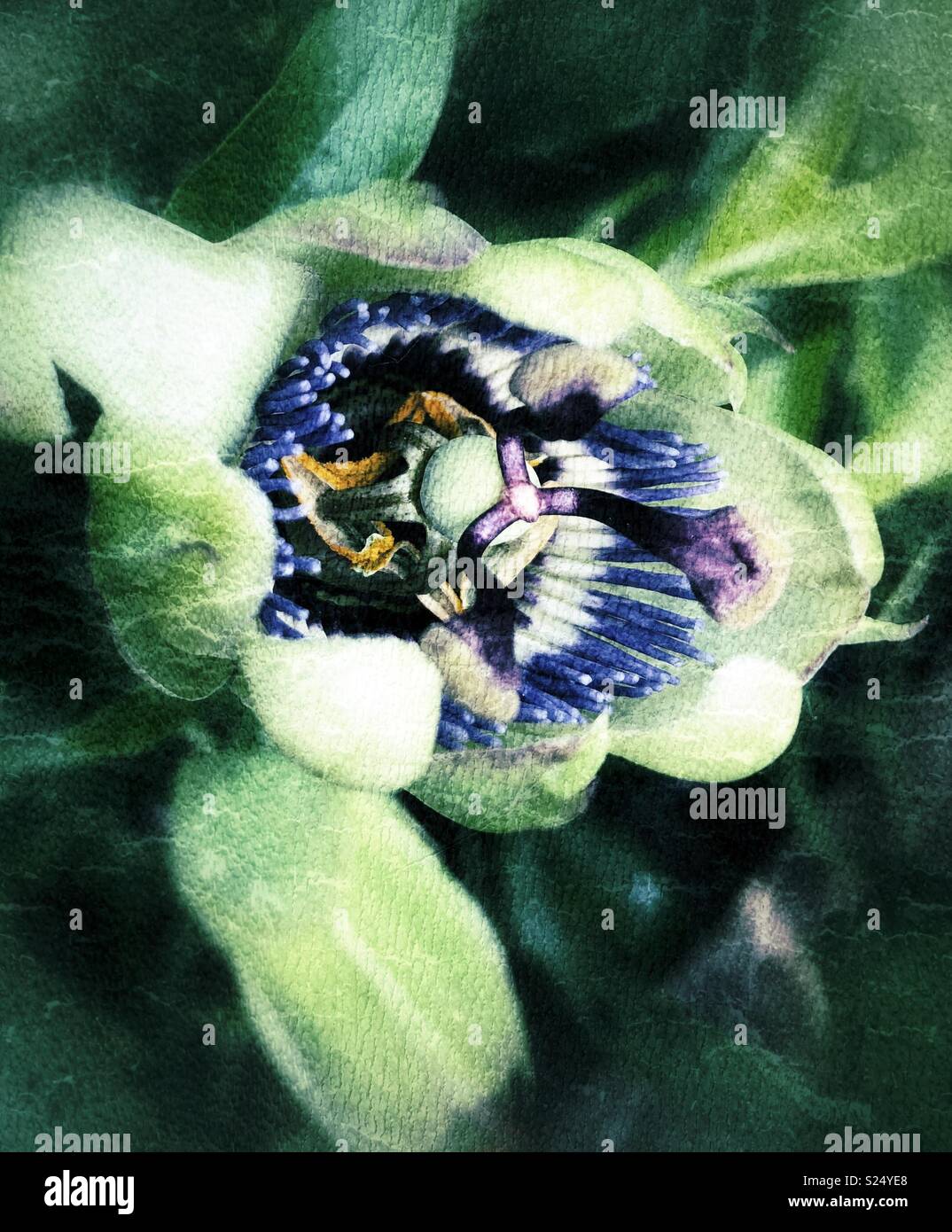 Half bloom hi-res stock photography and images - Alamy