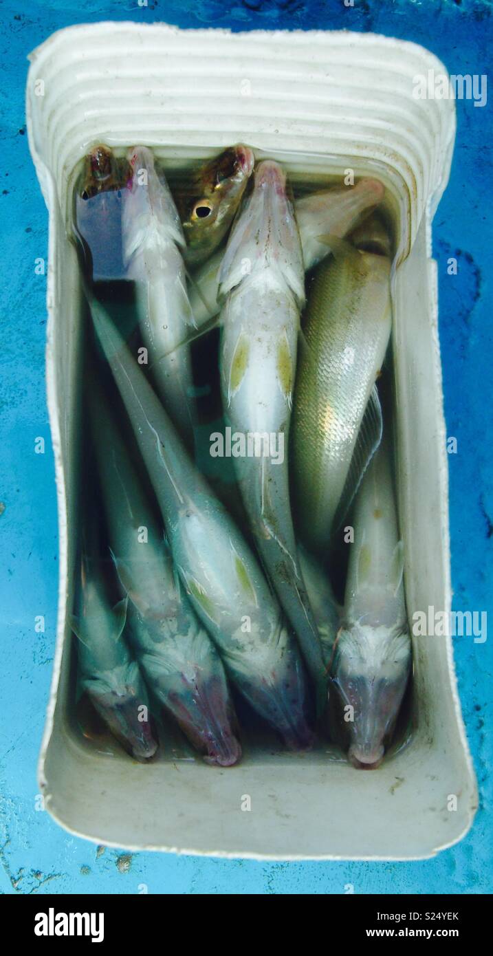 Fish in a bucket Stock Photo - Alamy