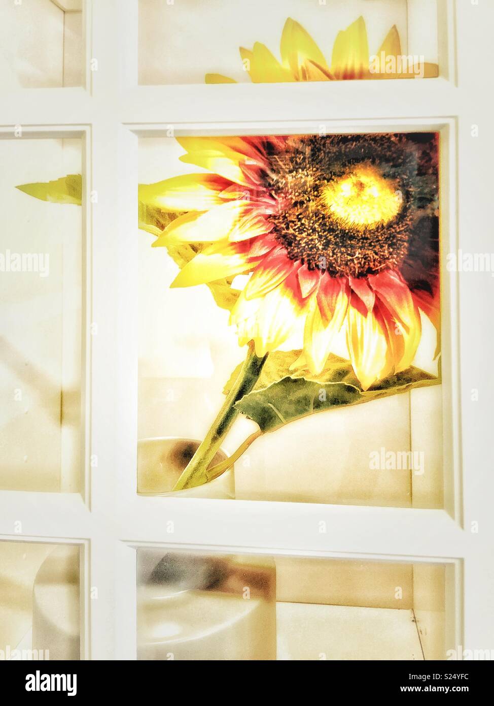 Sunflower through a window hi-res stock photography and images - Alamy