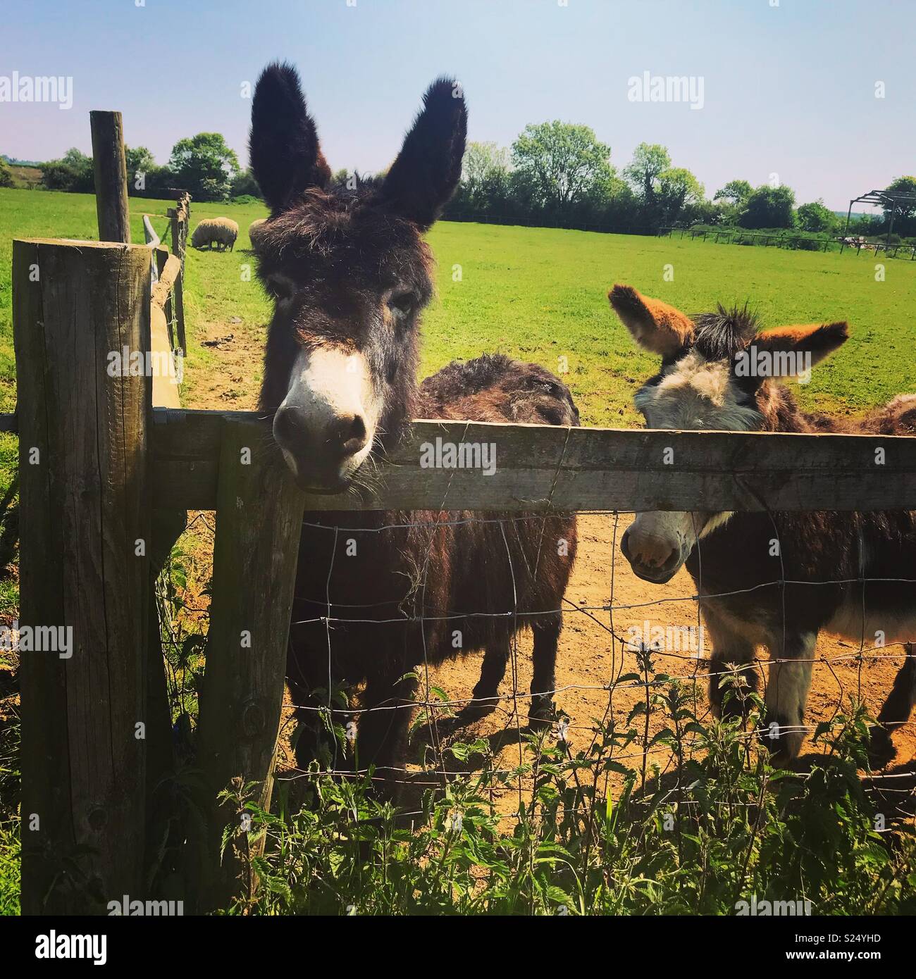 Donkey Friends High Resolution Stock Photography and Images - Alamy