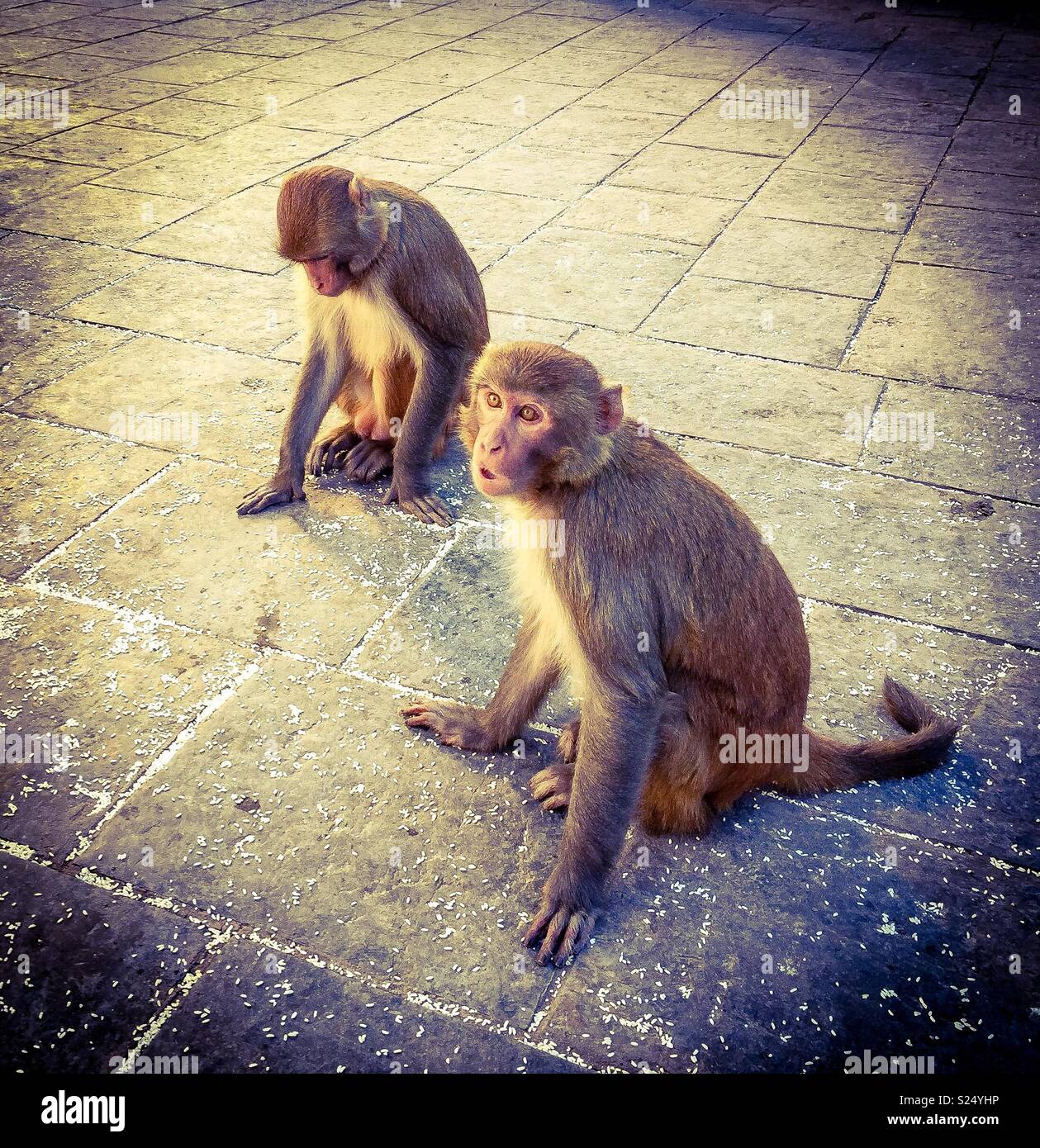 Monkeys at Swayambhunath Temple, Kathmandu, Nepal Stock Photo - Alamy