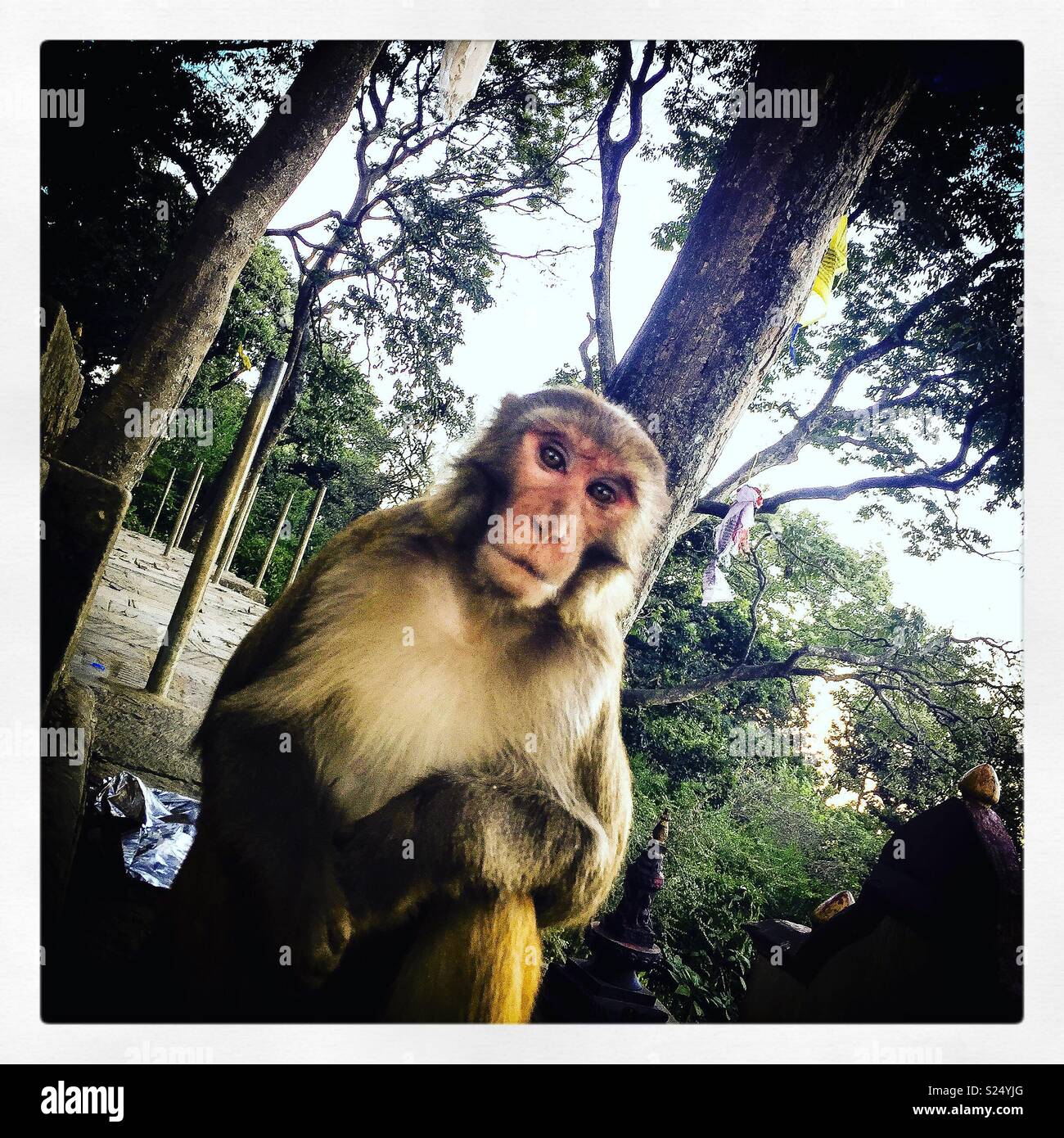 Posing monkey, Nepal Stock Photo - Alamy