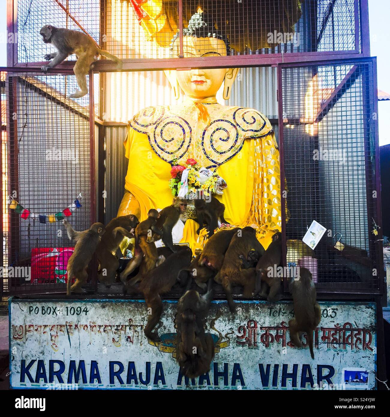 Monkeys stealing rice from Karma at Swayambhunath Temple, Kathmandu ...