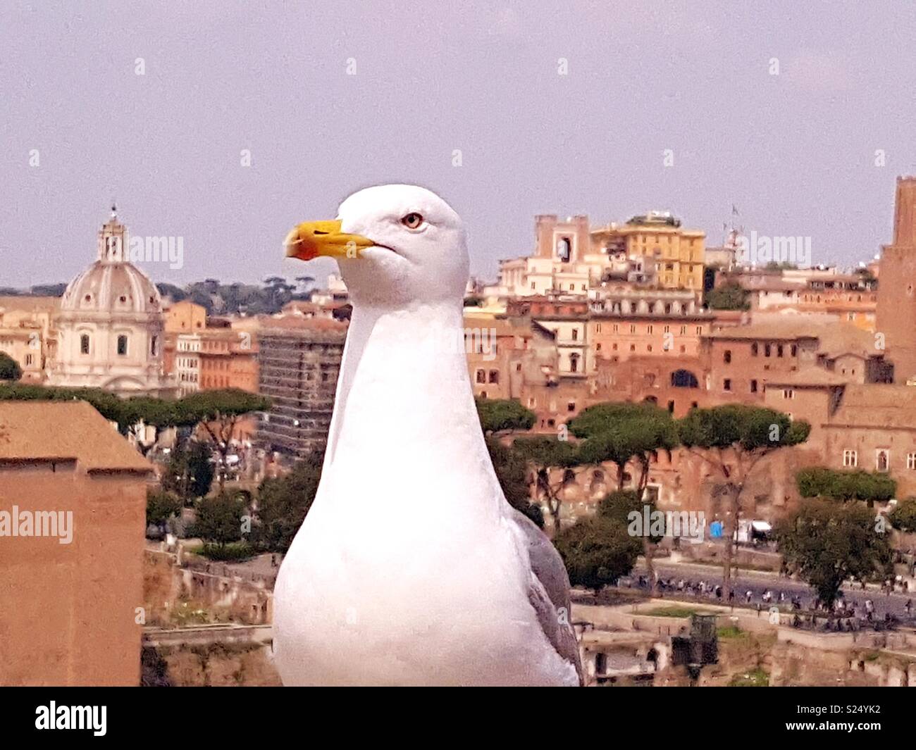 Gulus hi-res stock photography and images - Alamy