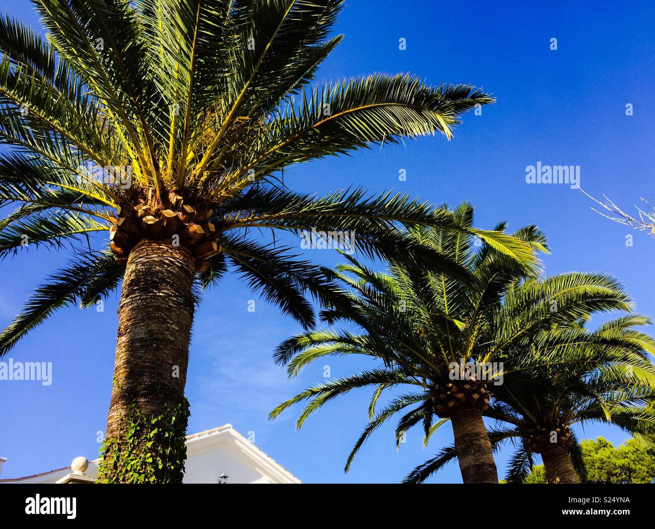 Mallorca Palm trees Stock Photo - Alamy