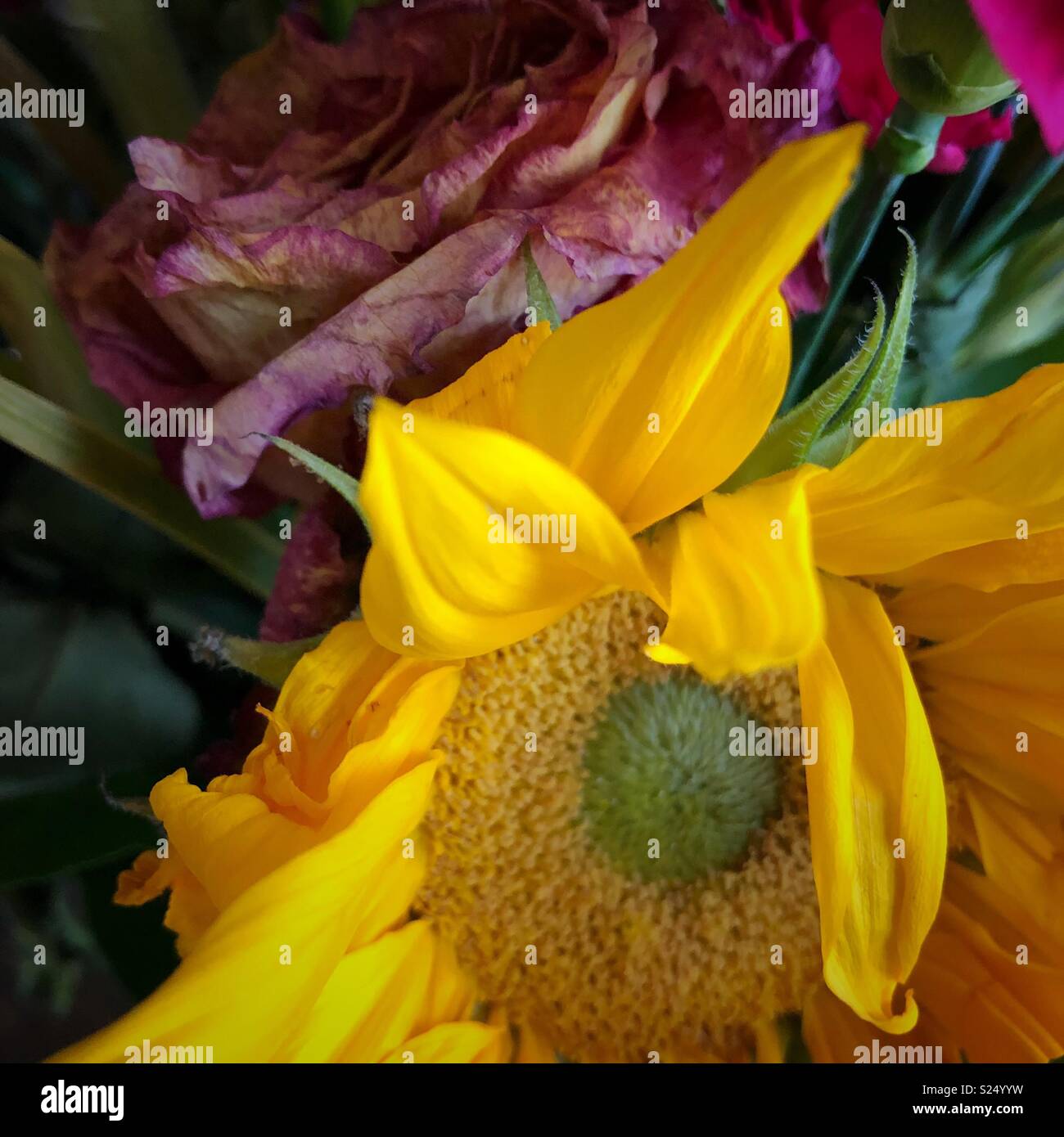 Flowers on the way out Stock Photo - Alamy