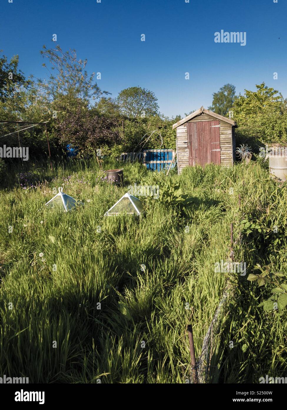 Overgrown allotment plot with shed Stock Photo - Alamy