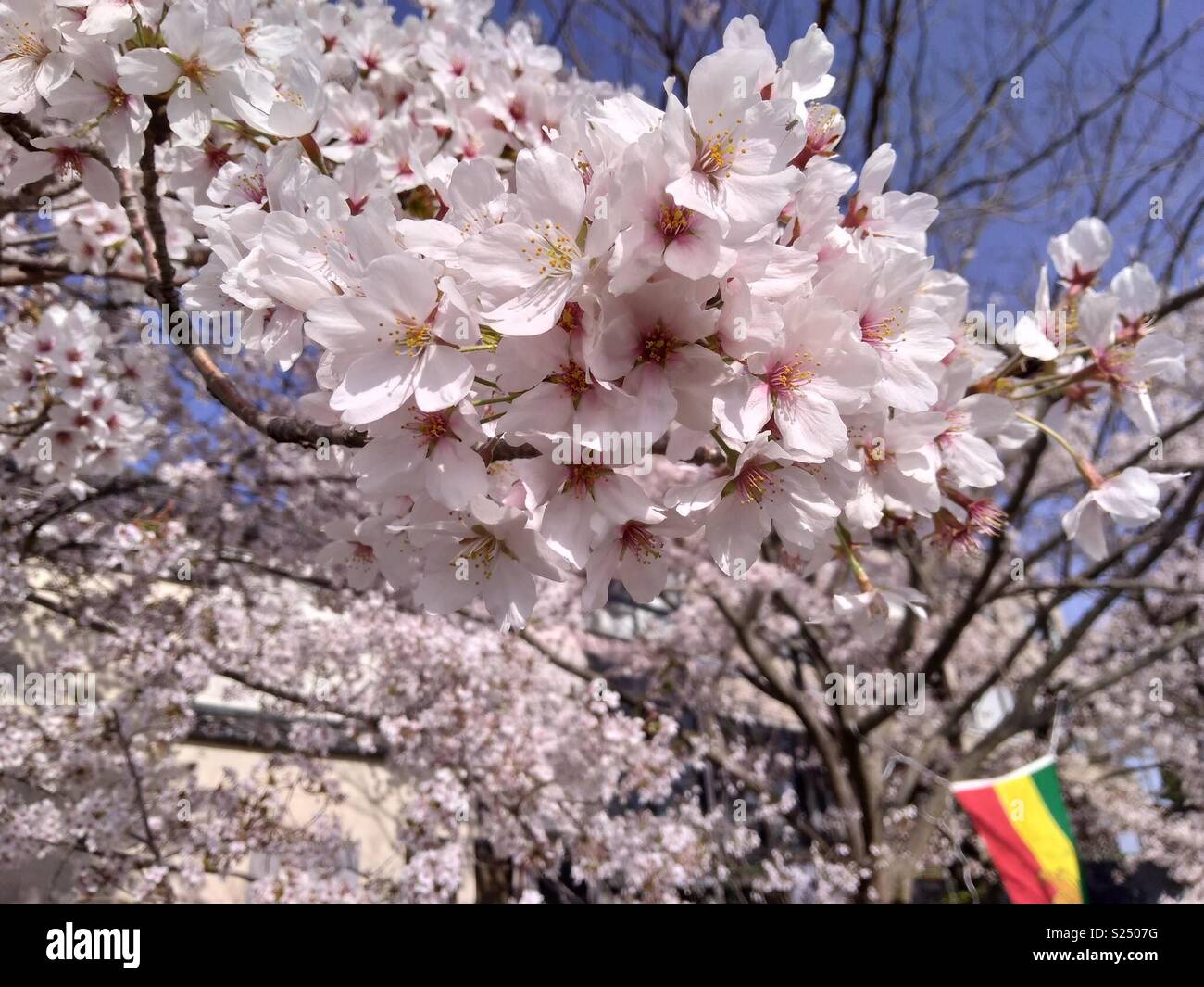 Spring Cherry blossoms in Kyoto with the Rasta flag in the background ...