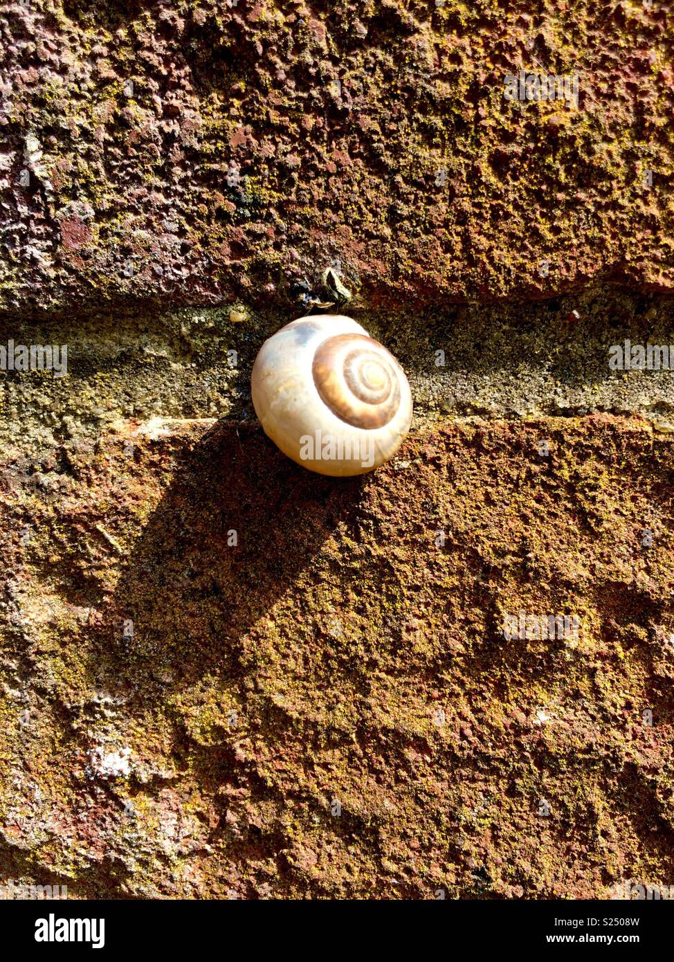 Snail shell on garden wall Stock Photo - Alamy