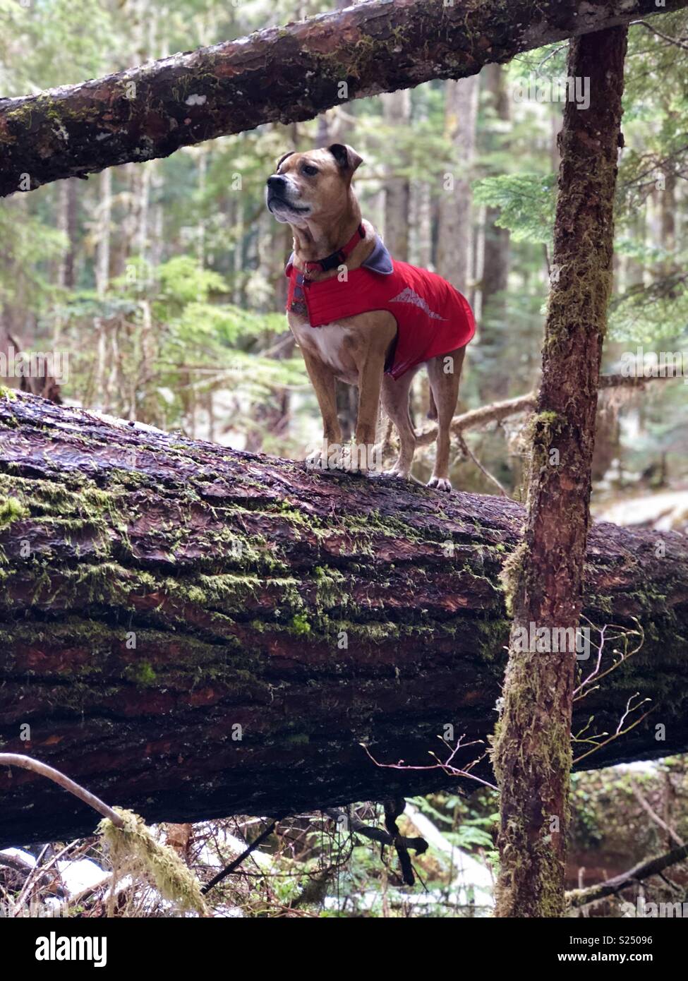 Backpacking dog hi-res stock photography and images - Alamy