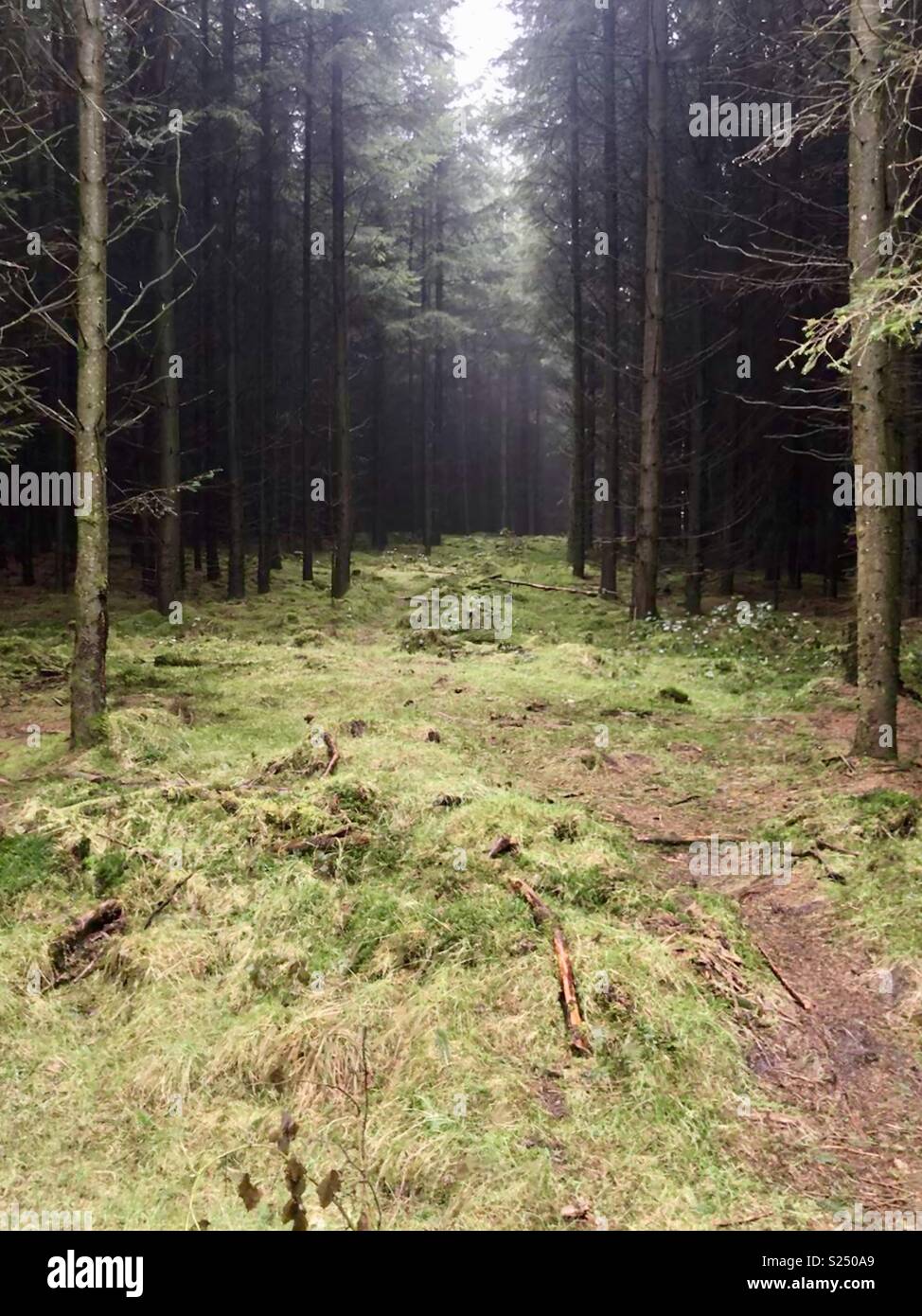 Pine forest clearing hi-res stock photography and images - Alamy