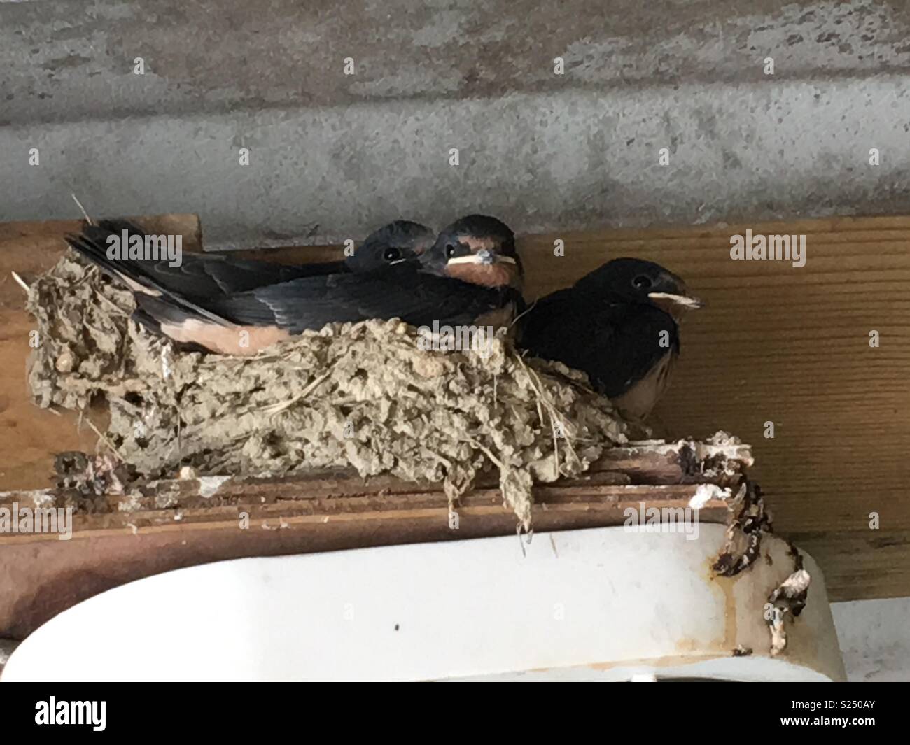 Nesting martins hi-res stock photography and images - Alamy