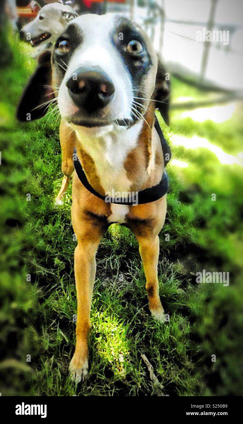 Two dogs are looking and watching Stock Photo - Alamy