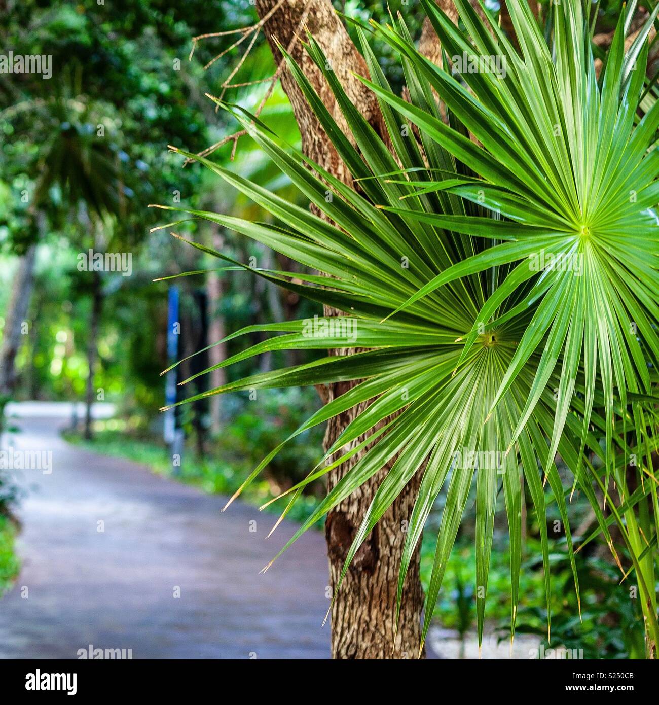 Lush green greenery on the walkway Stock Photo - Alamy