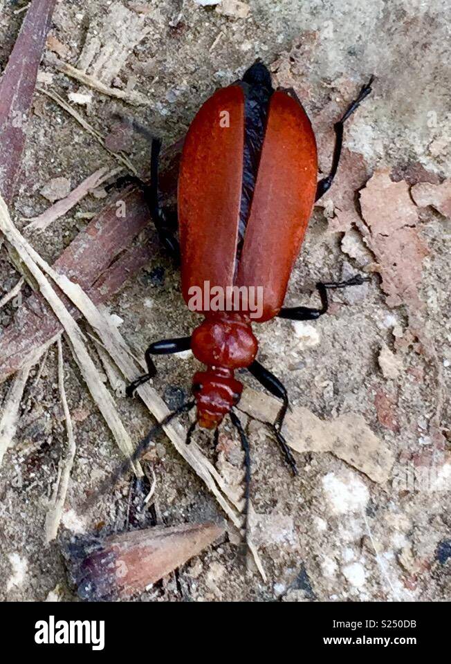 Red-headed cardinal beetle, UK Stock Photo - Alamy