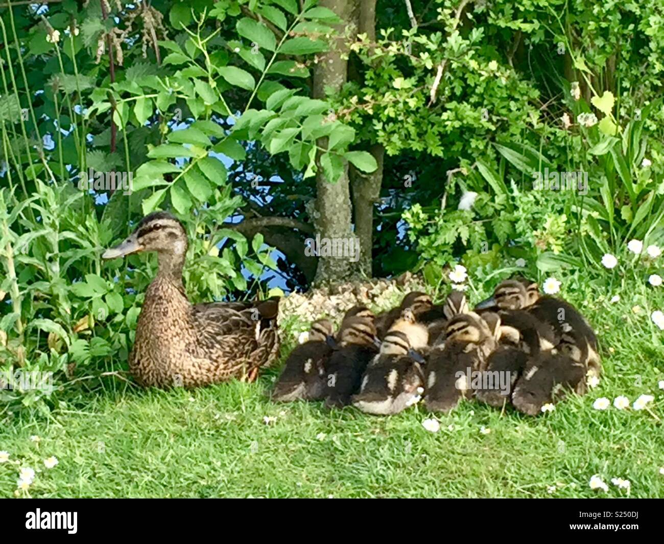 Duck with ducklings, UK Stock Photo - Alamy